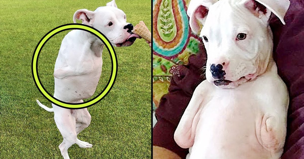 La historia de Nubby: un perrito que nació sin sus patas delanteras, y ...