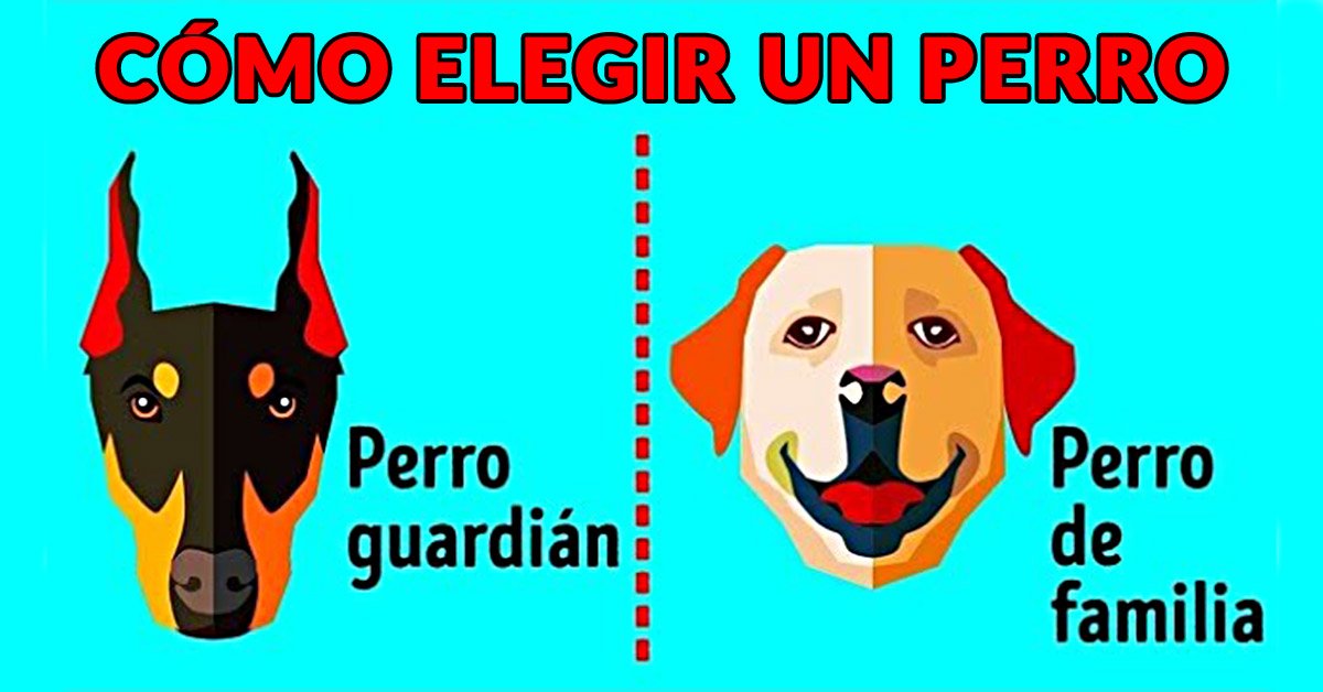 Descubre cómo elegir el tipo de perro ideal para ti