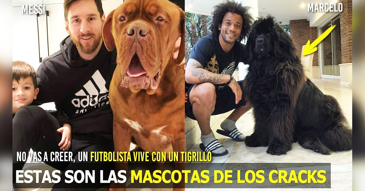 La vida lujosa y divertida que llevan los perros de los futbolistas más ...