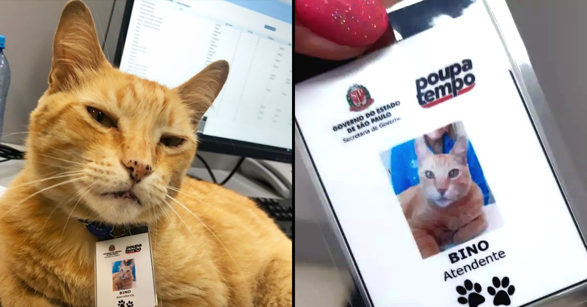 Este gato decidió ir a trabajar todos los días a una empresa y ya tiene ...