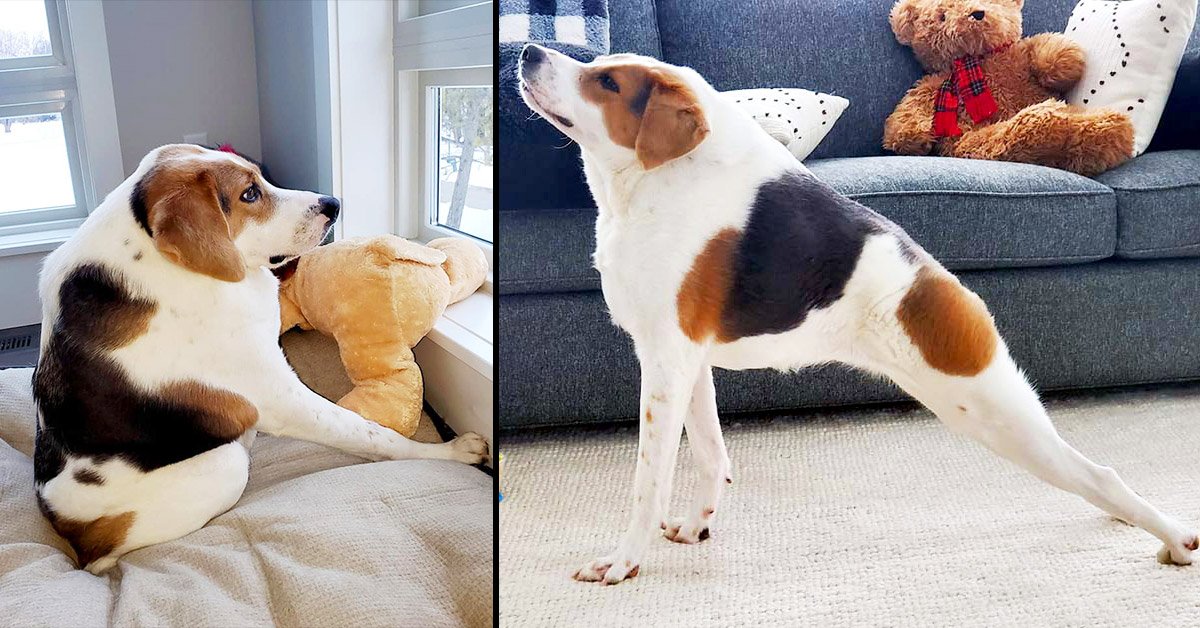 Perro sin cuello es adoptado por una bondadosa mujer que no le importó ...