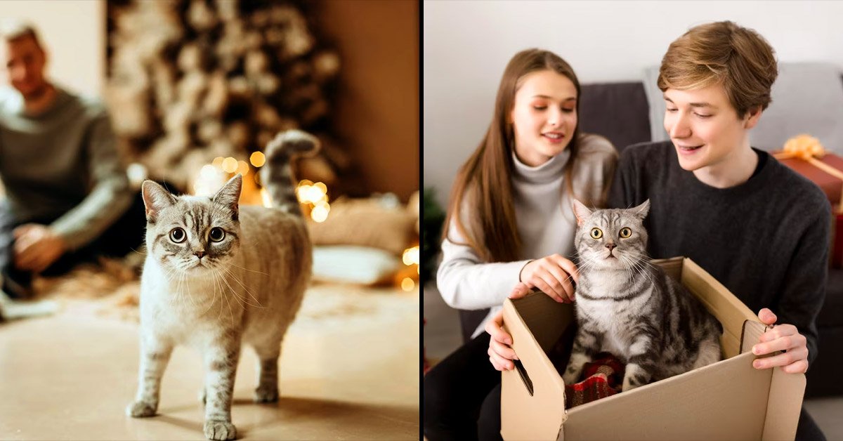 Descubre los beneficios de tener un gato en el hogar