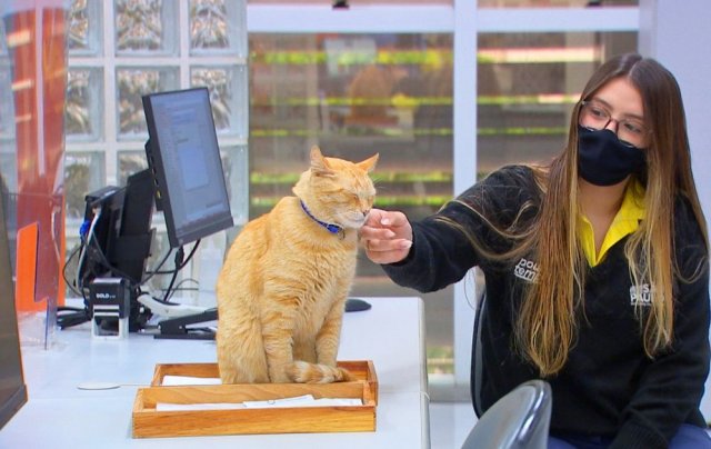 Este gato decidió ir a trabajar todos los días a una empresa y ya tiene ...