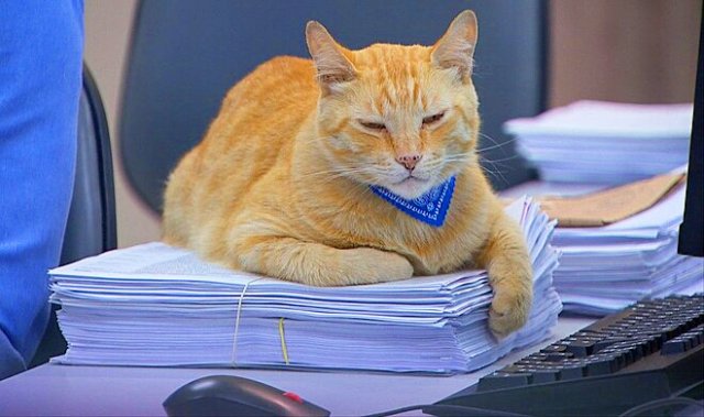 Este gato decidió ir a trabajar todos los días a una empresa y ya tiene ...